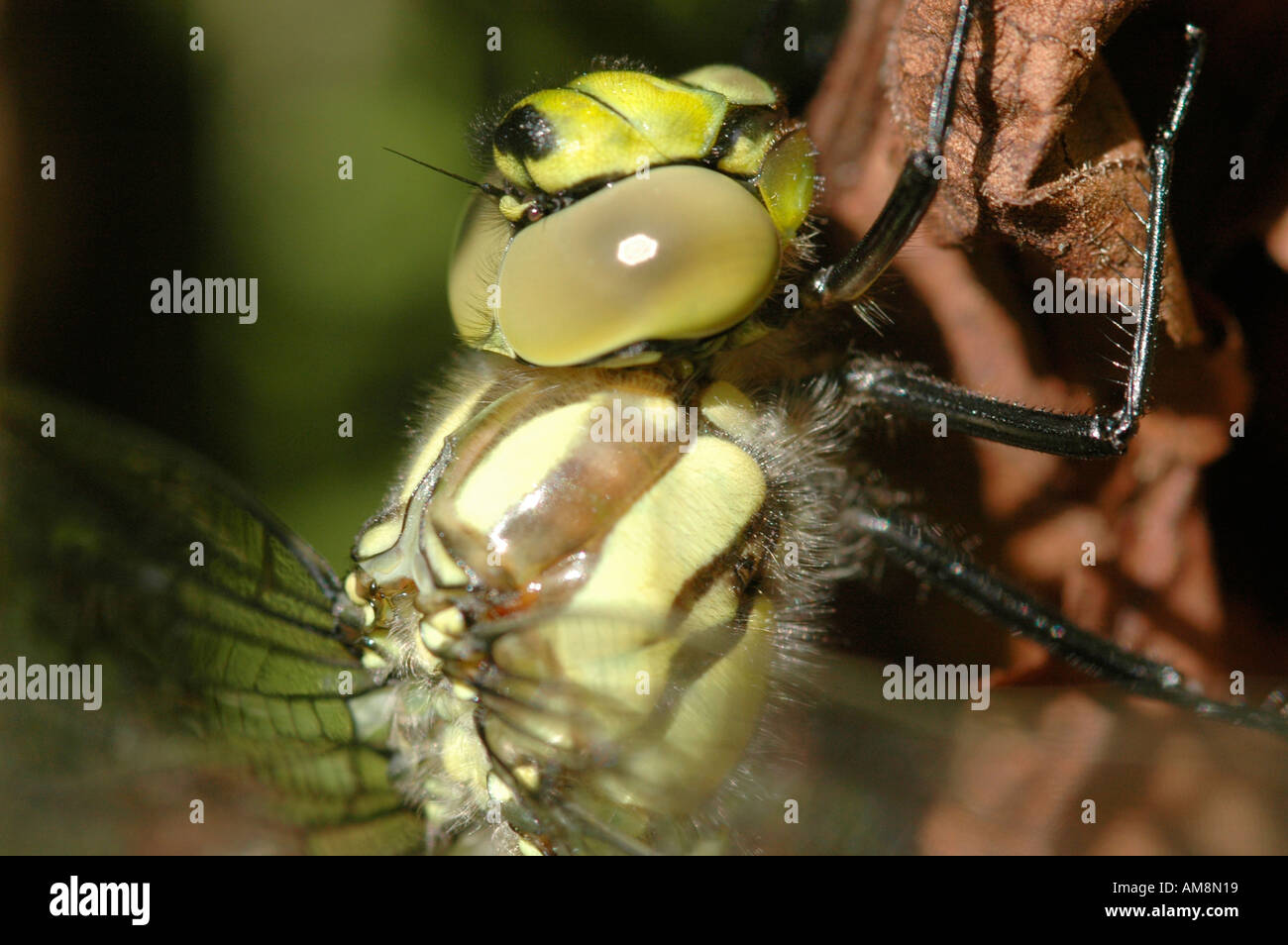 Aeshnid dragonfly in close up concentrating on the compound eyes and ...