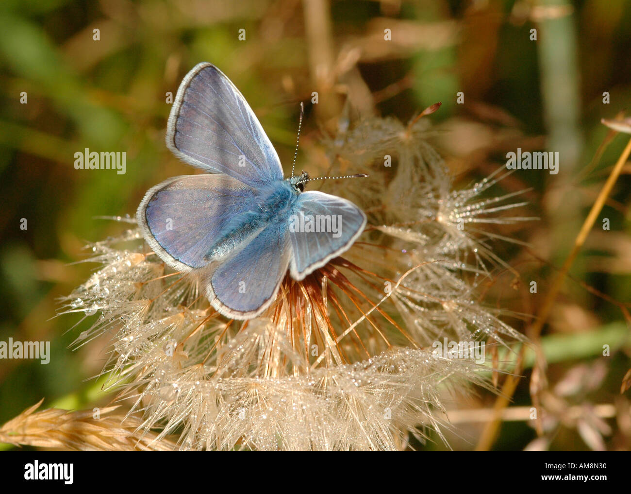 Male Common Blue butterfly Stock Photo - Alamy