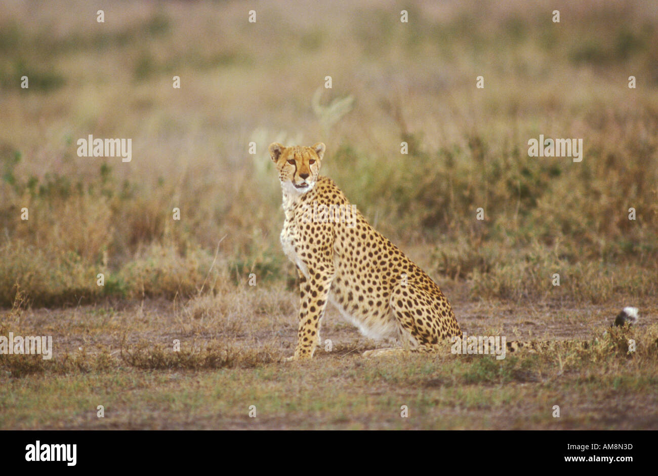 Cheetah a classic portrait Stock Photo - Alamy