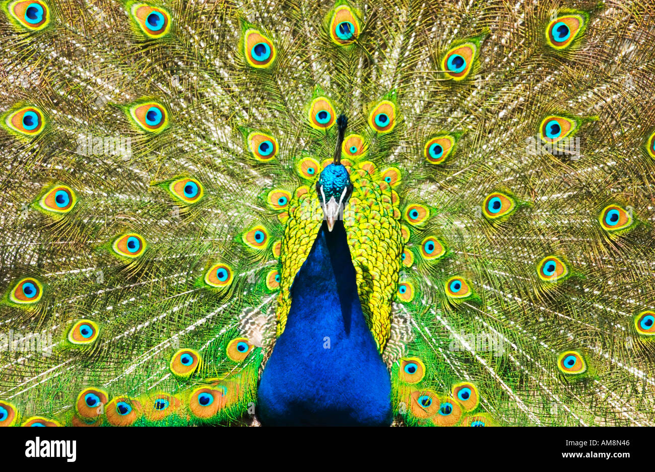 Prancing peacock hi-res stock photography and images - Alamy