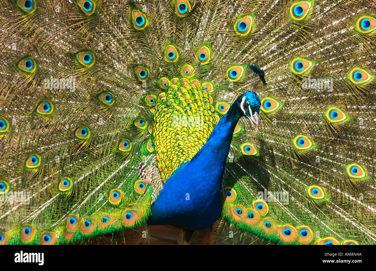 Prancing Peacock High Resolution Stock Photography and Images - Alamy