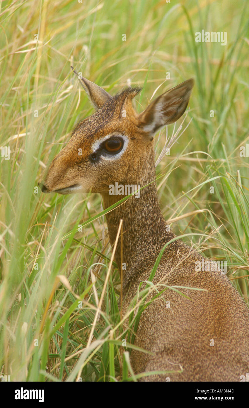 Dik Dik portrait Stock Photo - Alamy