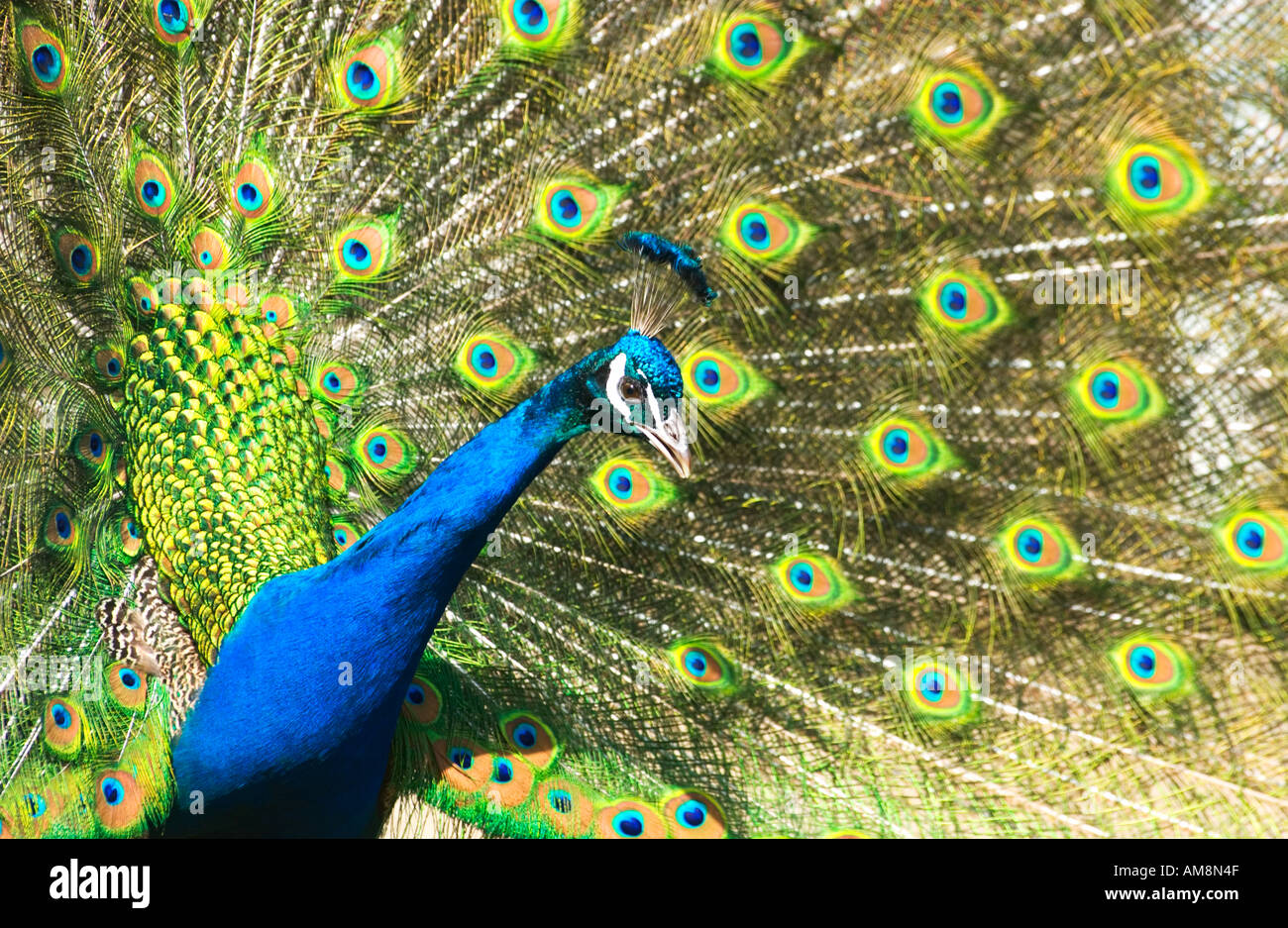 Prancing peacock hi-res stock photography and images - Alamy