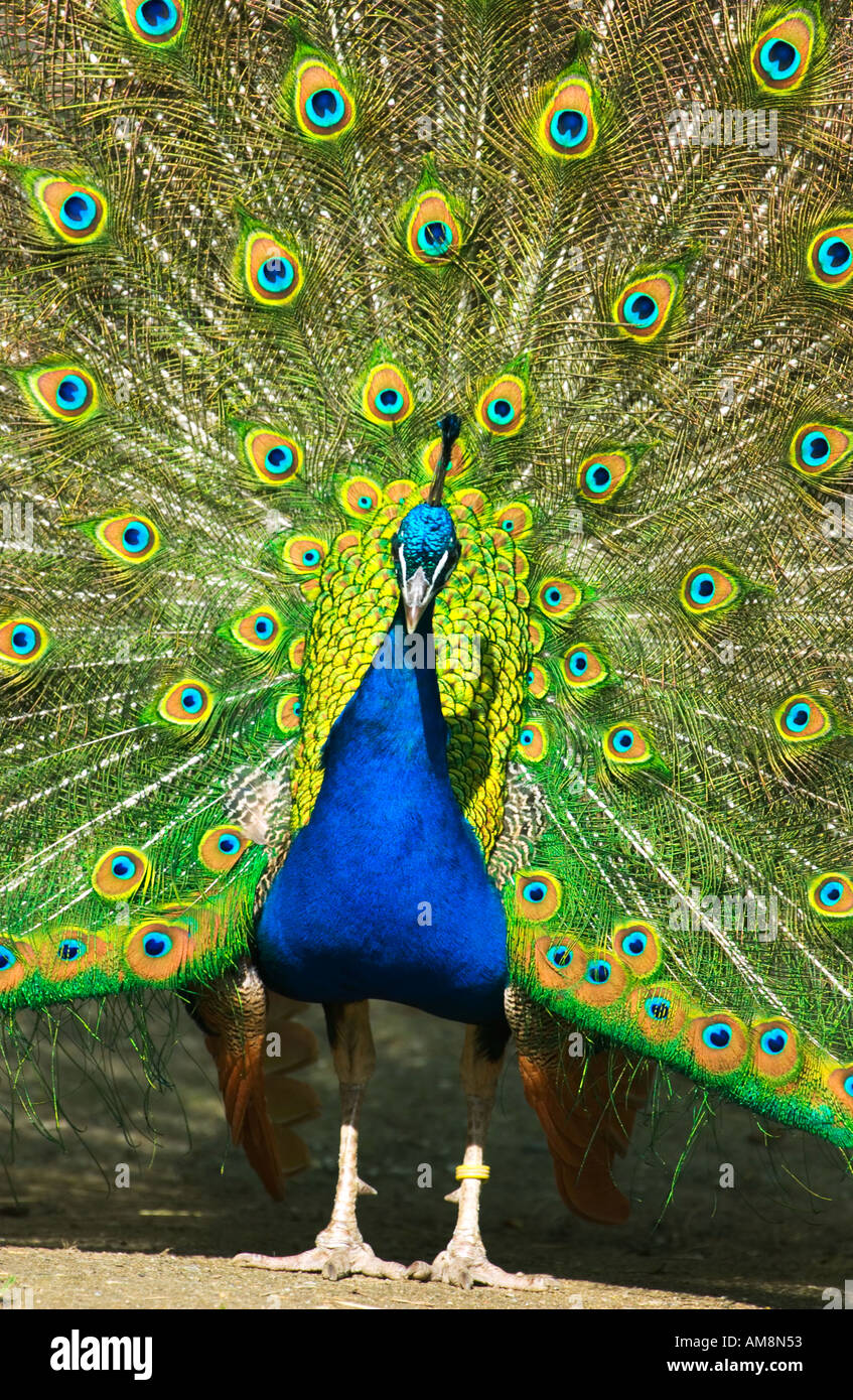 Prancing Peacock High Resolution Stock Photography and Images - Alamy