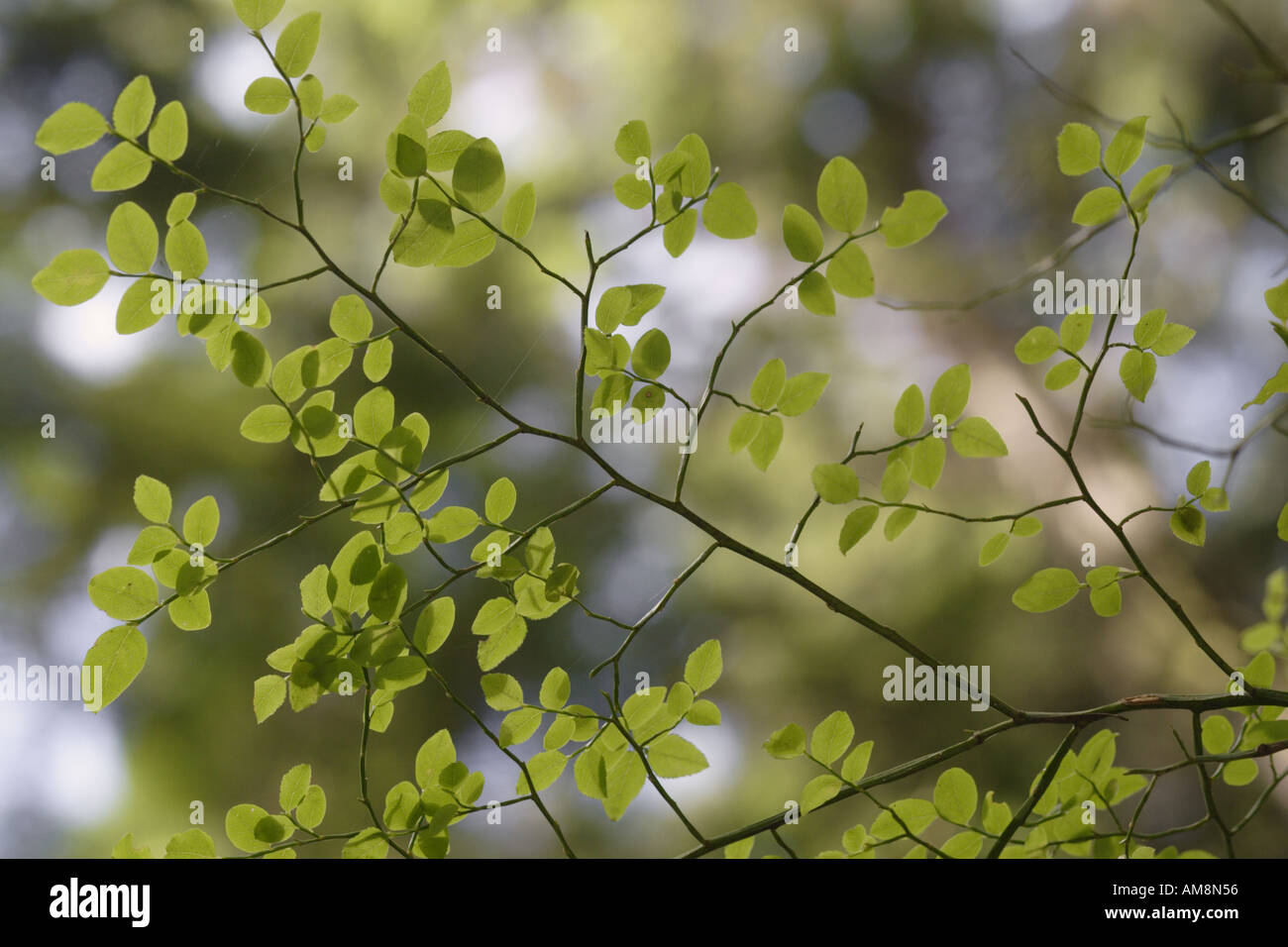 Tree branch with leaves hi-res stock photography and images - Alamy