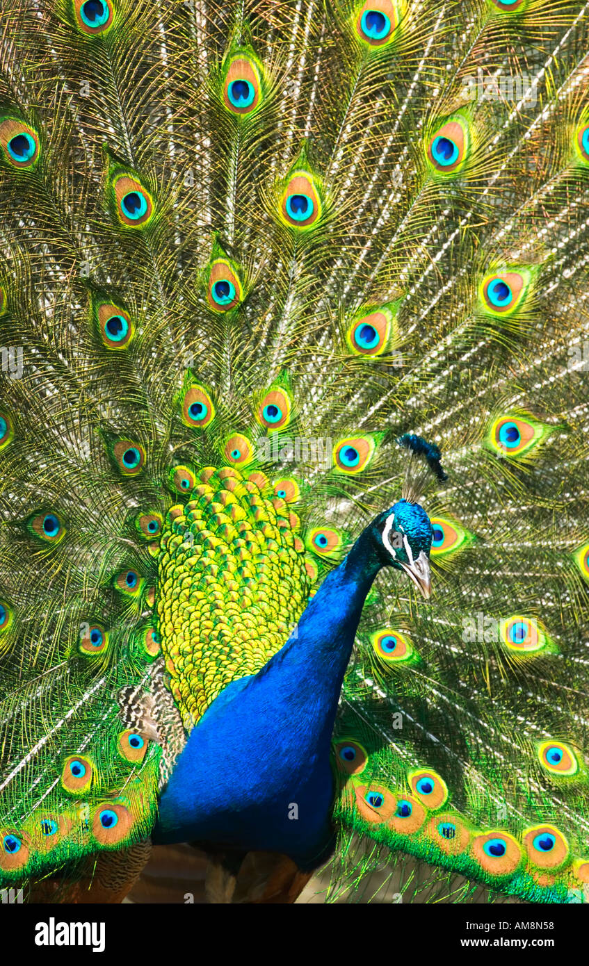 Prancing peacock hi-res stock photography and images - Alamy