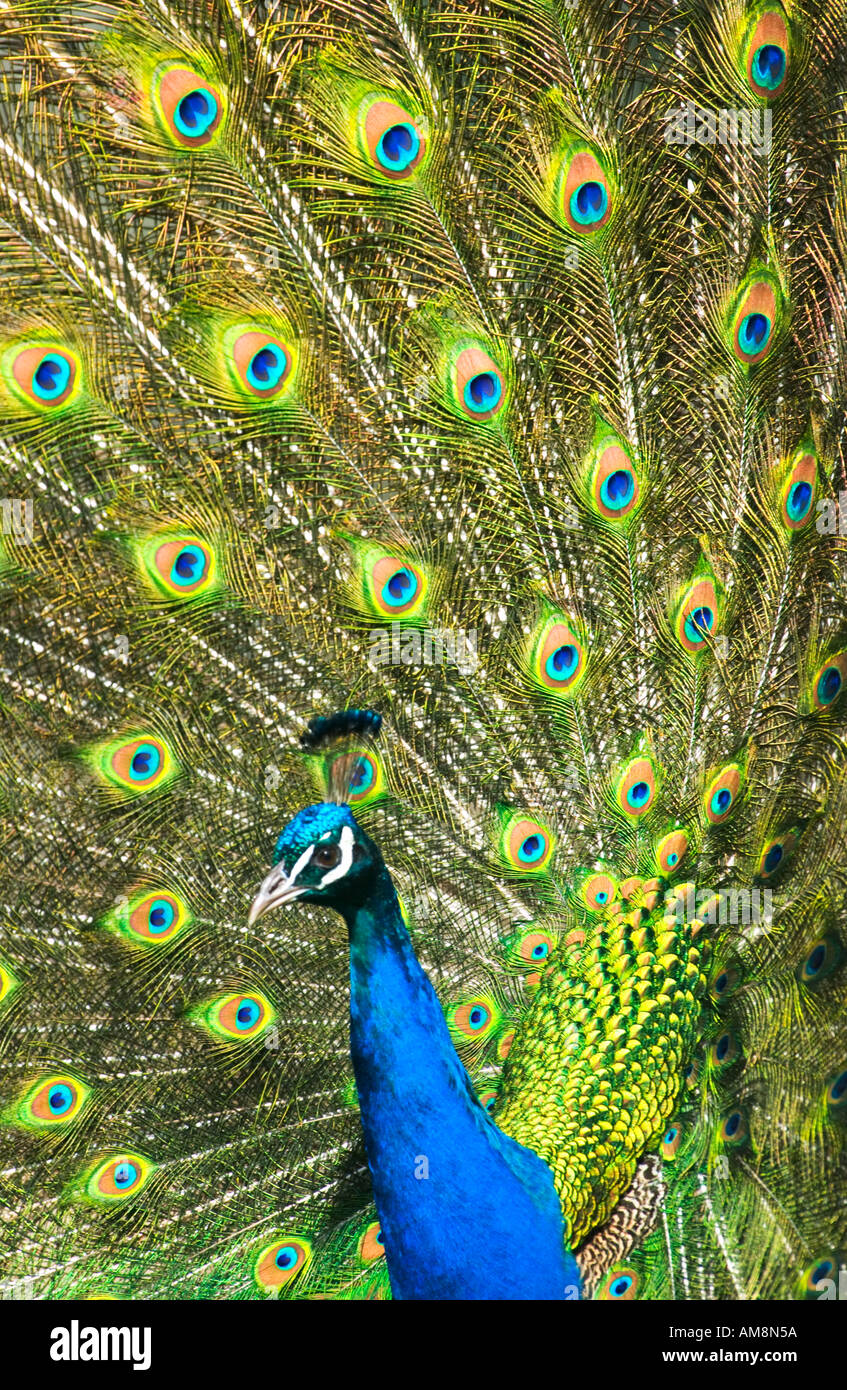 Prancing peacock hi-res stock photography and images - Alamy
