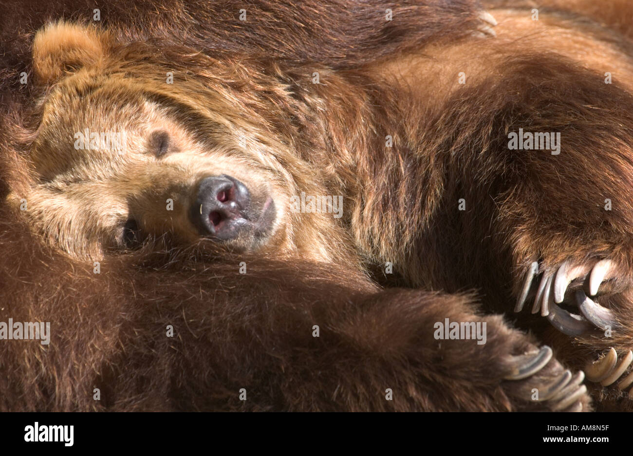 Hibernating bear hi-res stock photography and images - Alamy