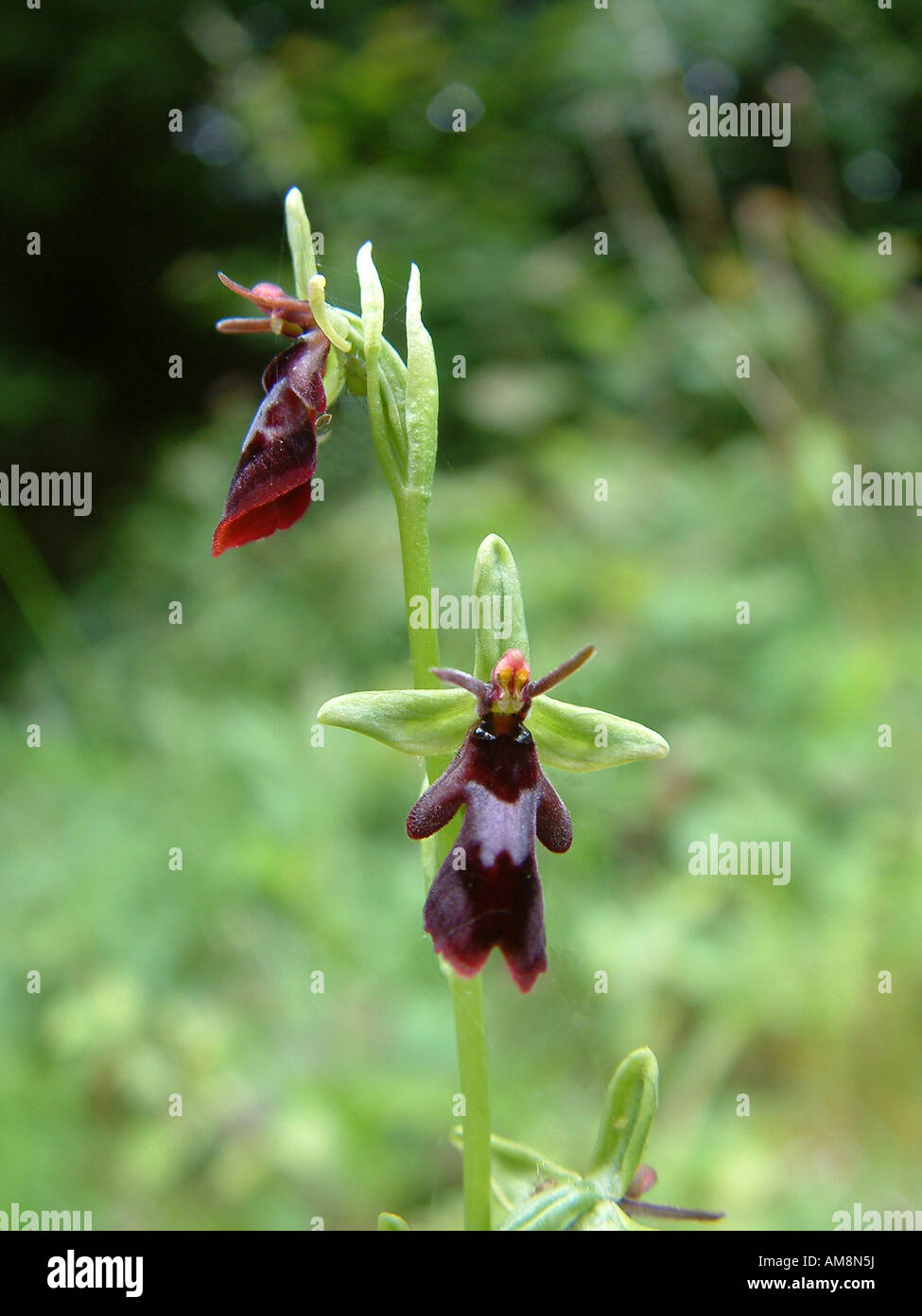 BHZ Close-up of a Fly Orchid (Ophrys insectifera Stock Photo - Alamy