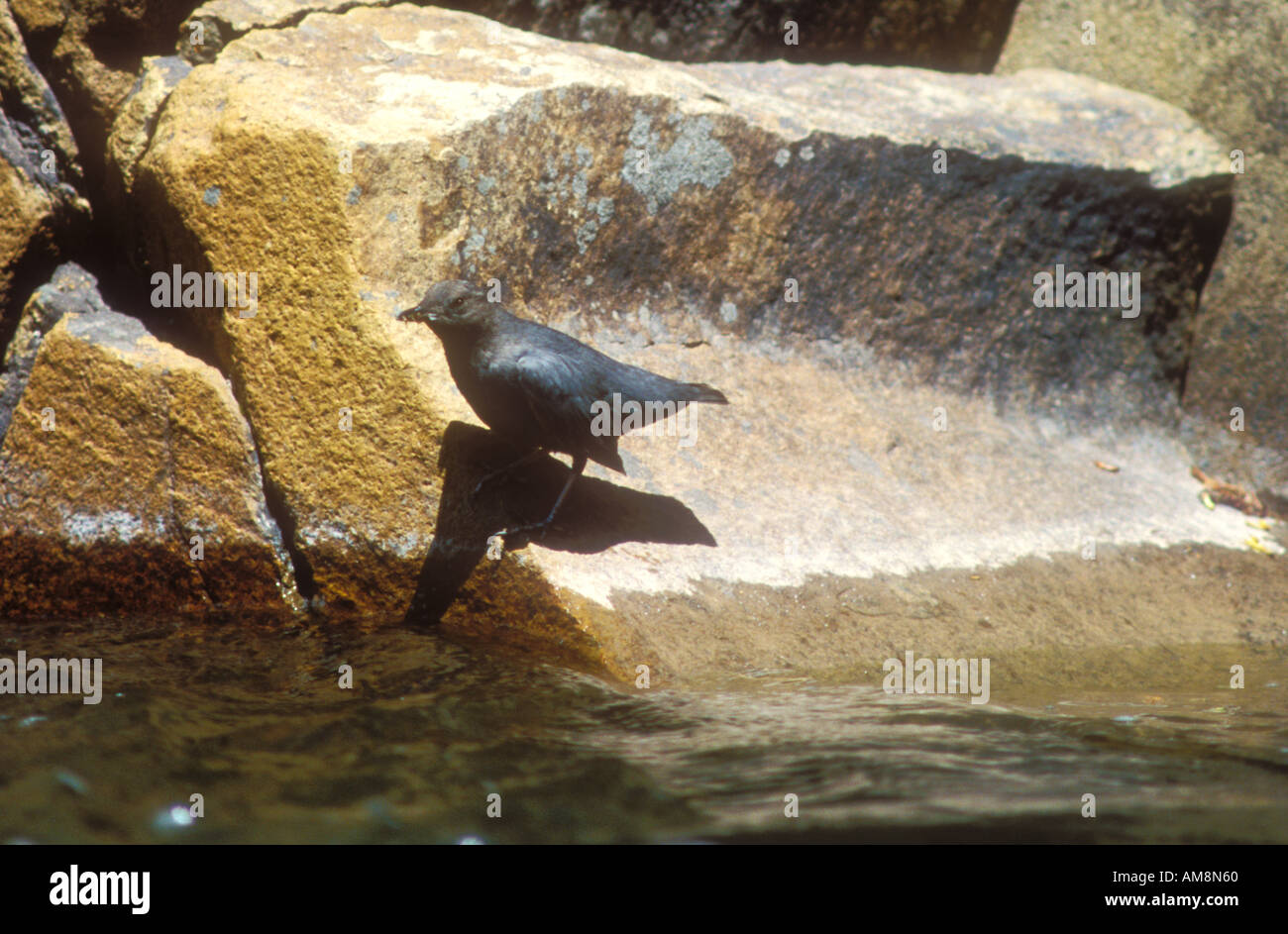 American dipper on rock hi-res stock photography and images - Alamy