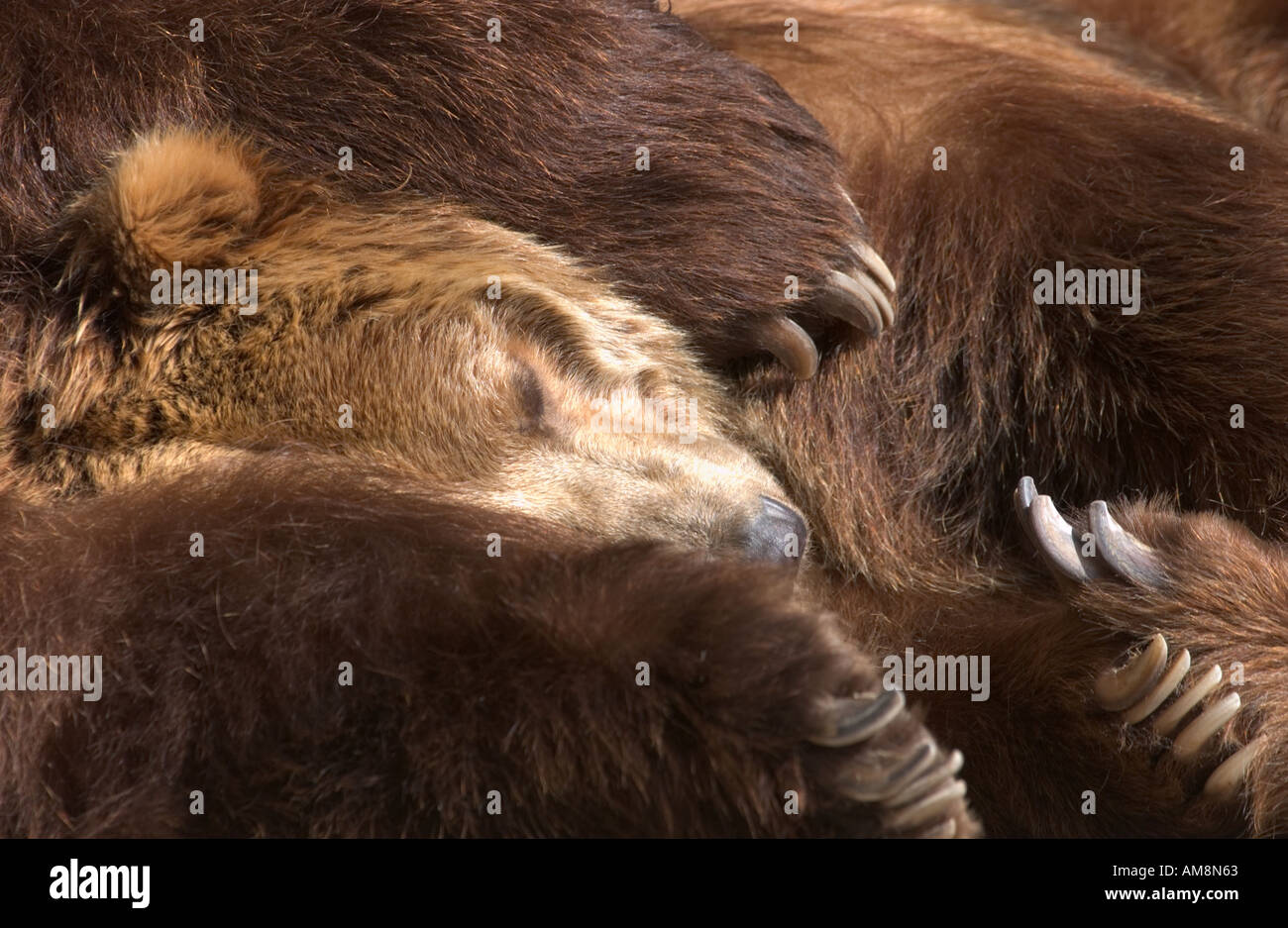 Hibernating bear hi-res stock photography and images - Alamy