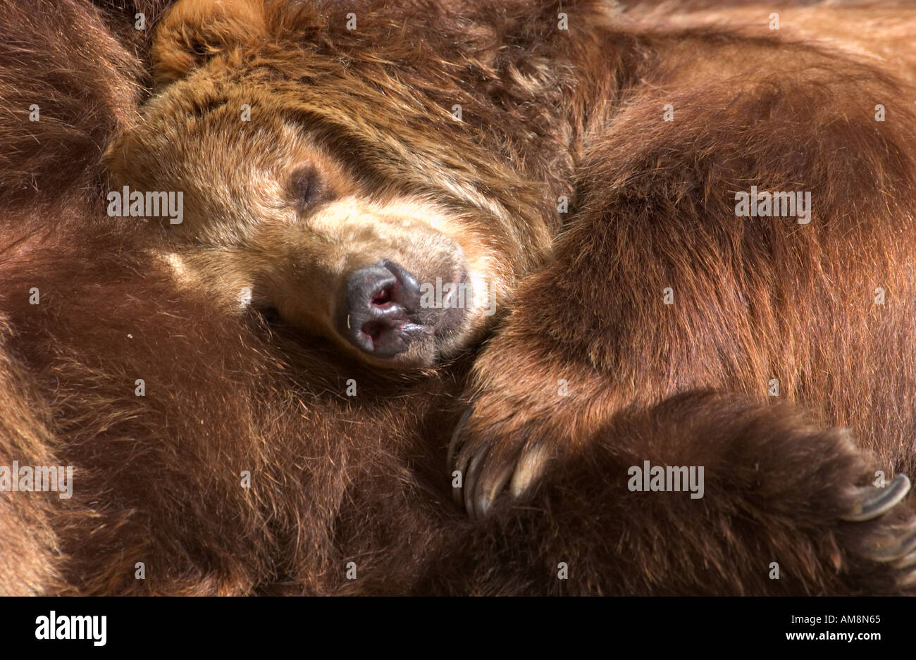 Hibernating bear hi-res stock photography and images - Alamy