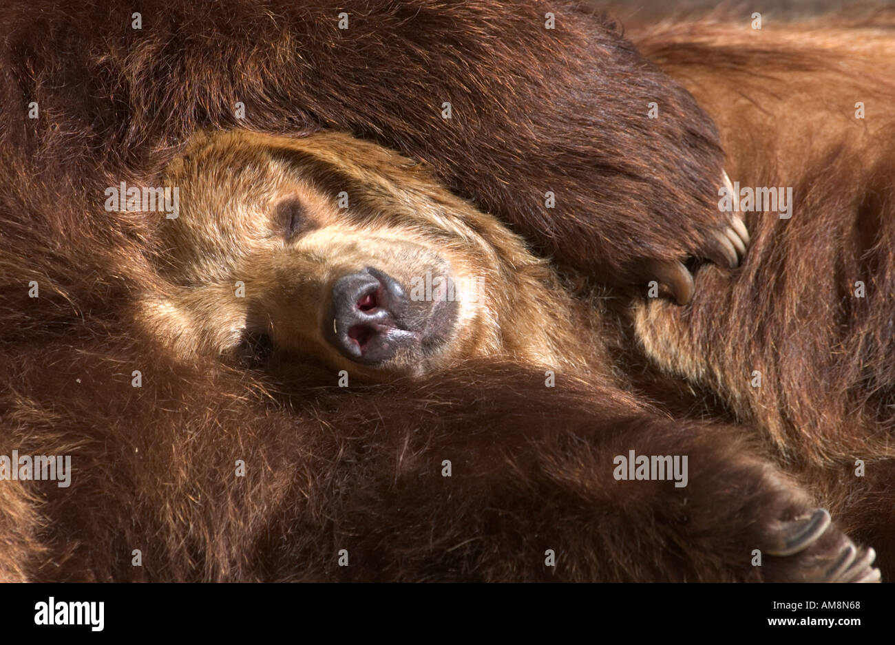 Hibernating bear hi-res stock photography and images - Alamy