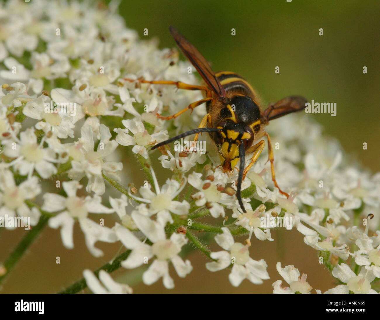 Pollenating wasp hi-res stock photography and images - Alamy