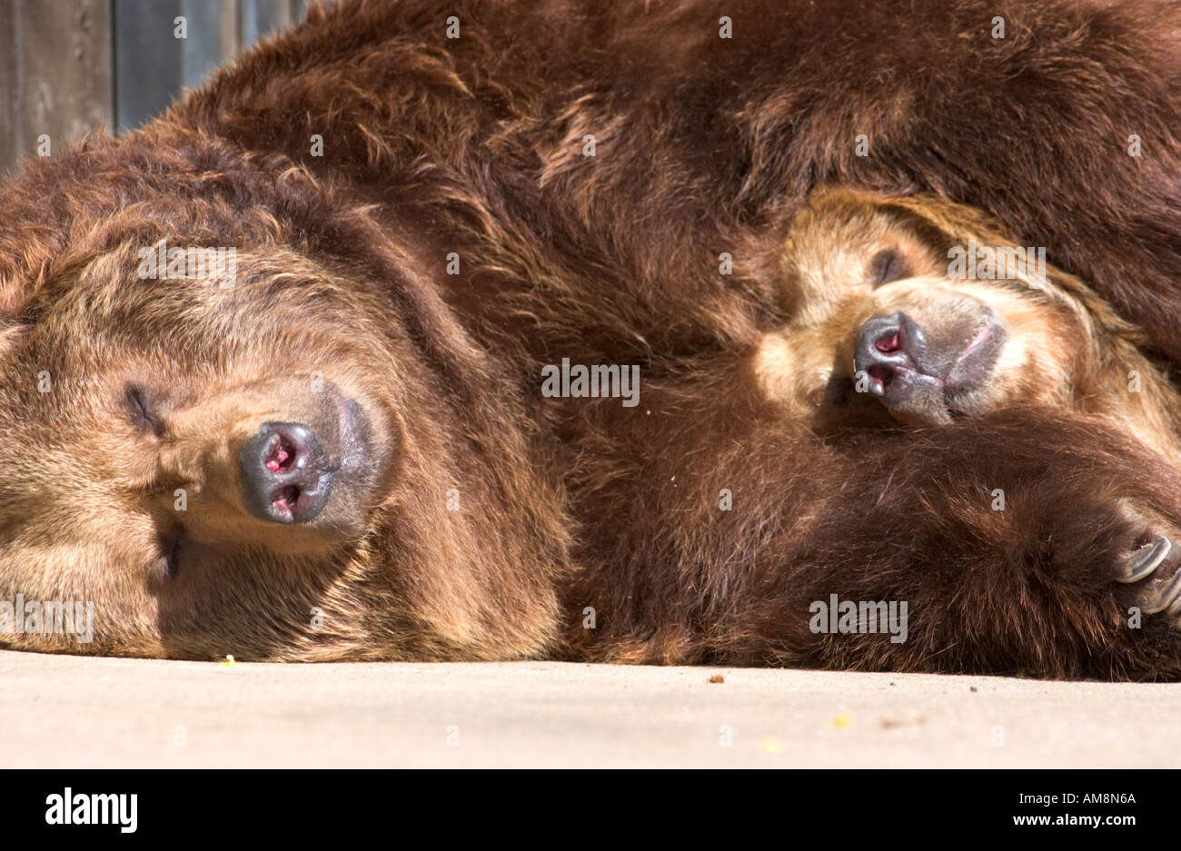 Hibernating bear hi-res stock photography and images - Alamy