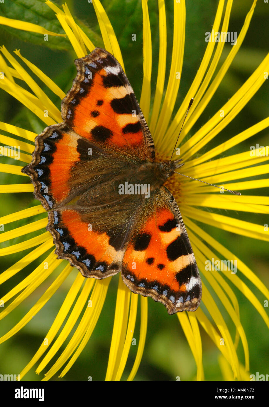 Small Tortoiseshell butterfly Stock Photo - Alamy