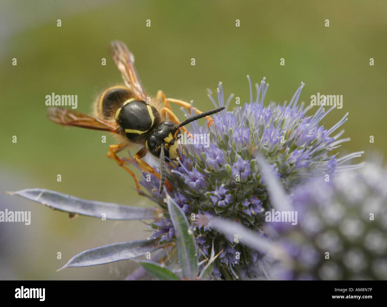 A common wasp Stock Photo - Alamy