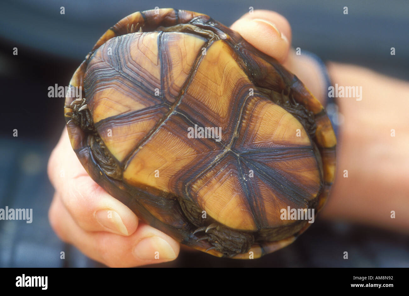 Underside of Male Eastern Box Turtle Stock Photo - Alamy