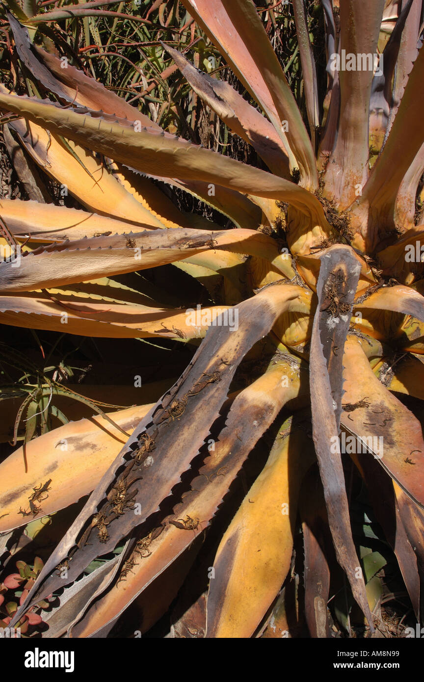 Dead Agave Plant Stock Photo - Alamy