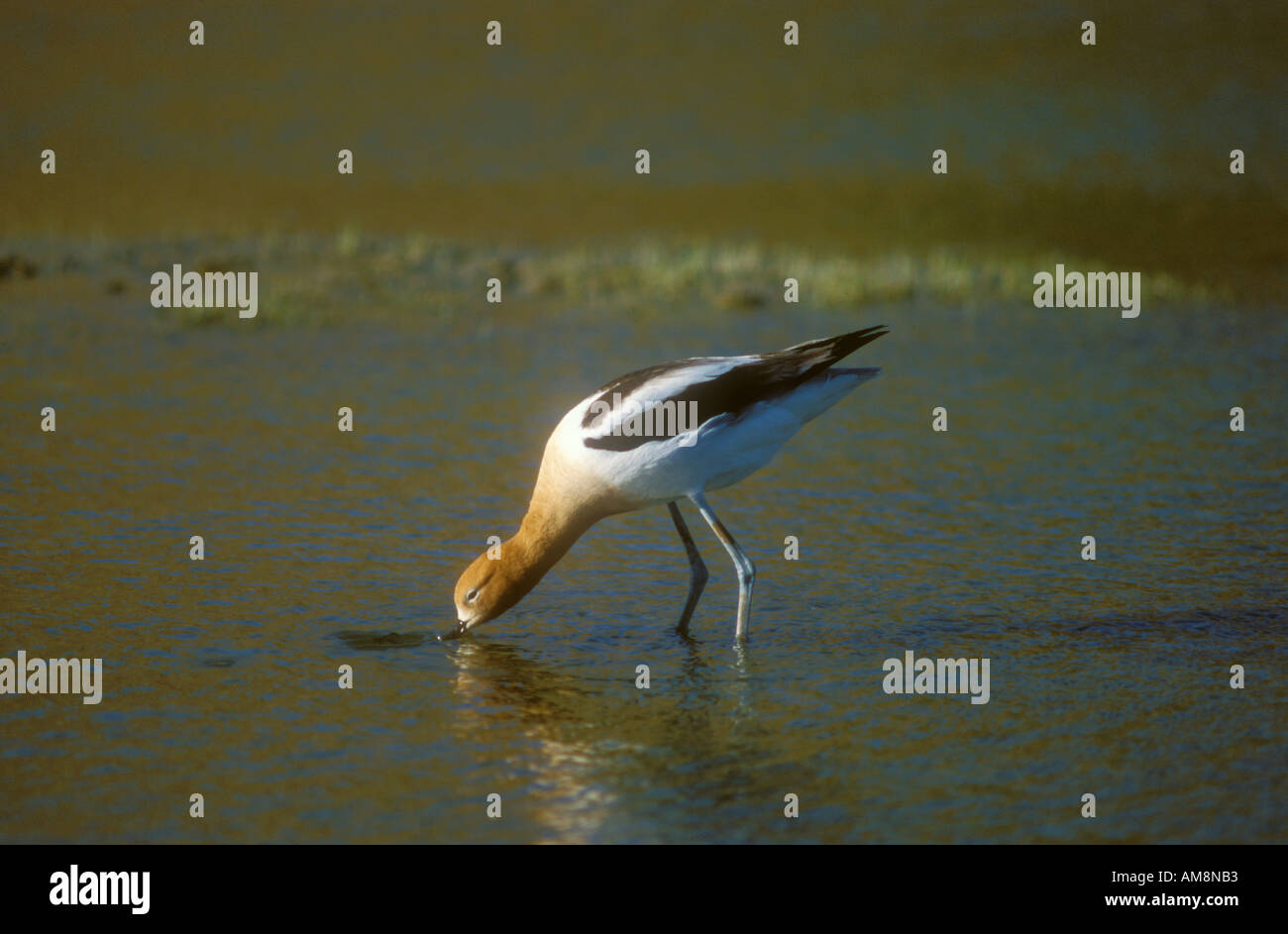 American Avocet Feeding a classic portrait Stock Photo - Alamy