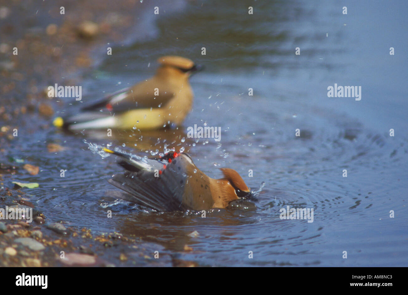 Paddling in puddle hi-res stock photography and images - Alamy