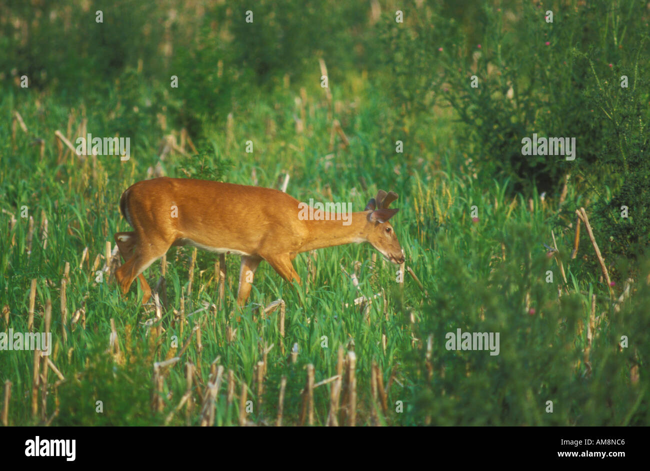 White tailed Deer foraging Stock Photo - Alamy
