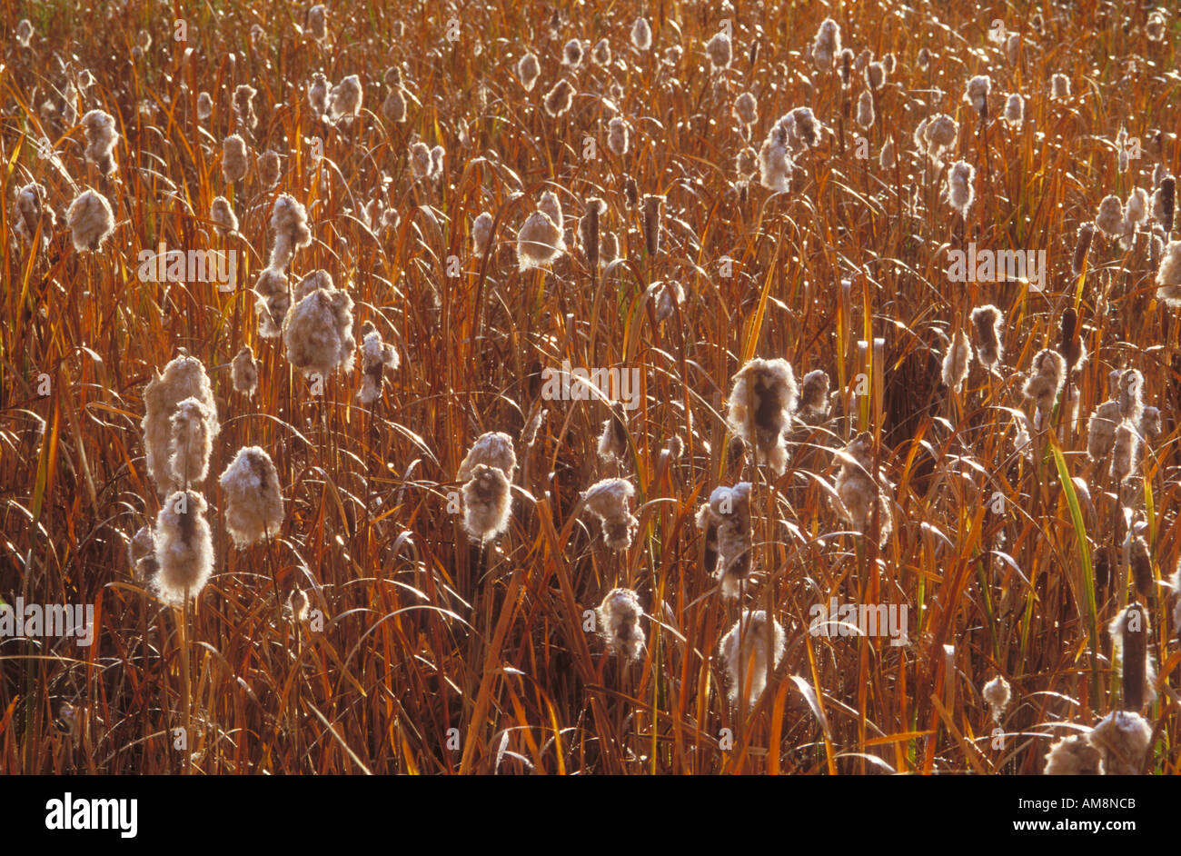 Backlit pattern of seed heads of Common Cattail Stock Photo - Alamy