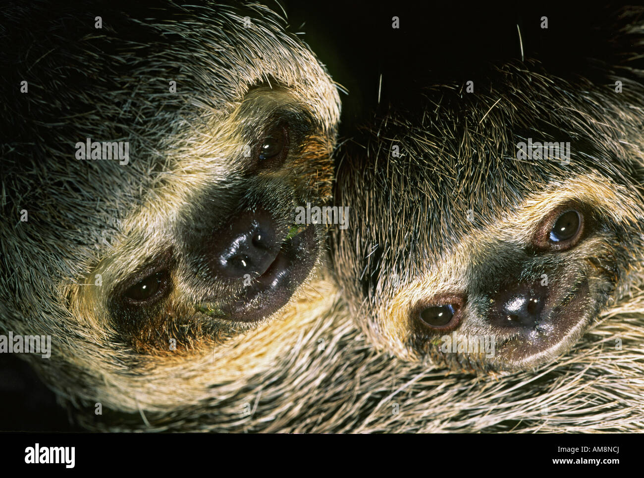 Three Toed Sloth Bradypus tridactylus Mother and calf Stock Photo - Alamy