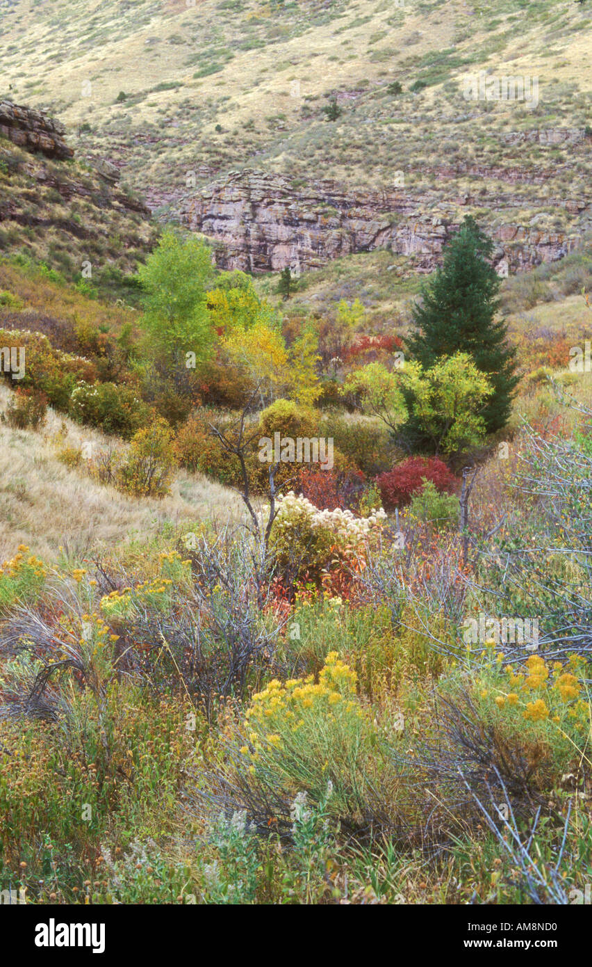 Mixed vegetation in the foothills of Rocky Mountains during fall Stock ...
