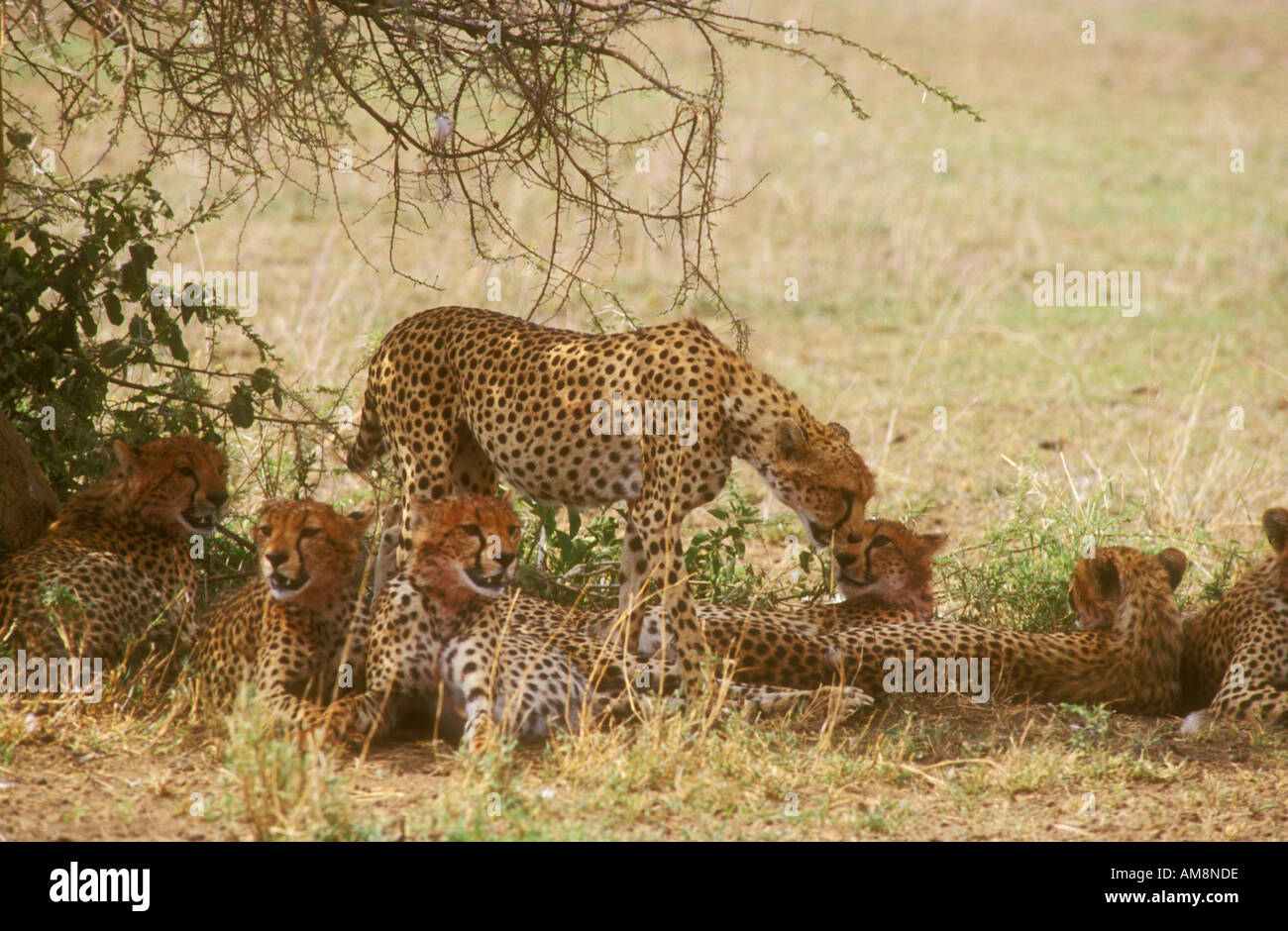 Seven Cheetahs in one picture Almost Stock Photo - Alamy