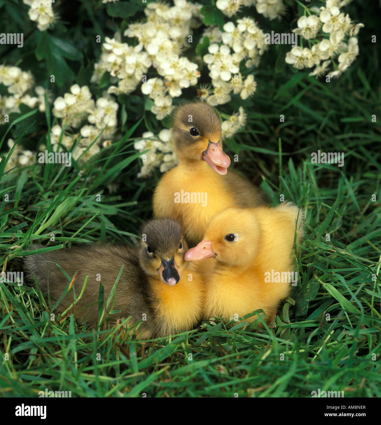 Three ducklings hi-res stock photography and images - Alamy