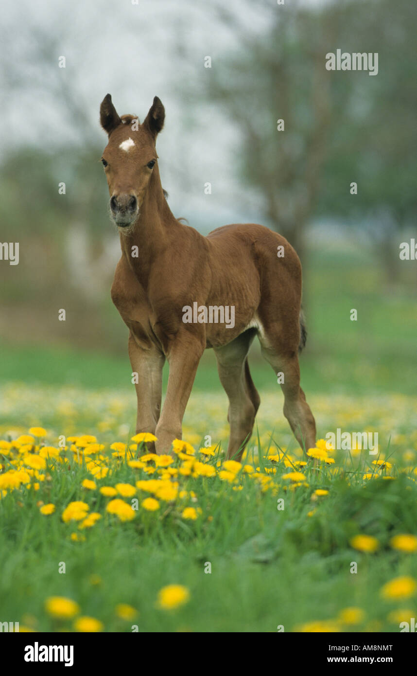 Arabian Horse (Equus caballus), foal standing among flowering Dandelion ...