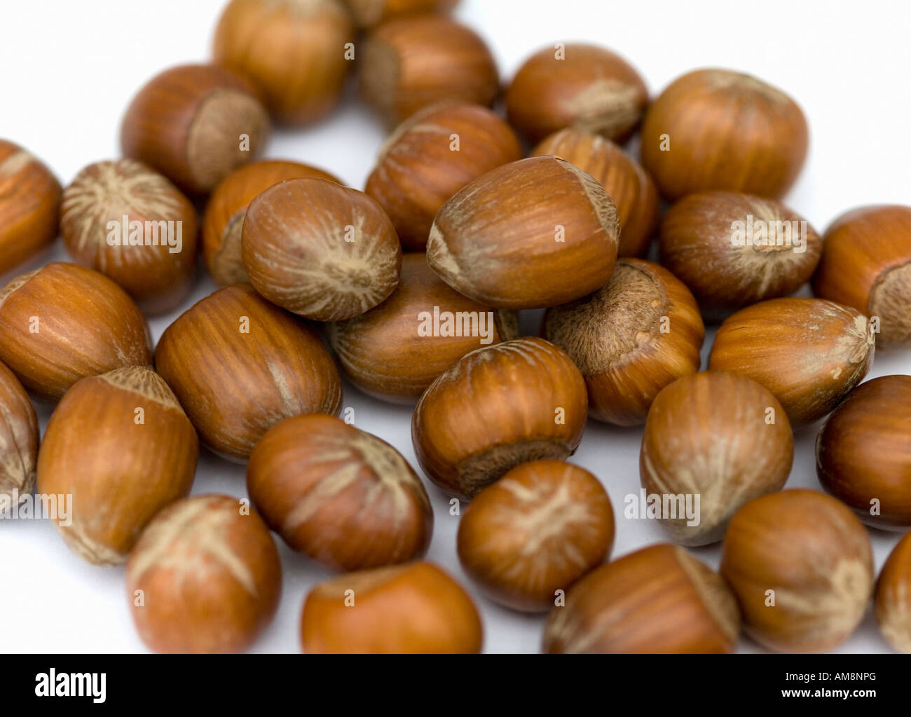 Hazelnuts against a white background Stock Photo - Alamy