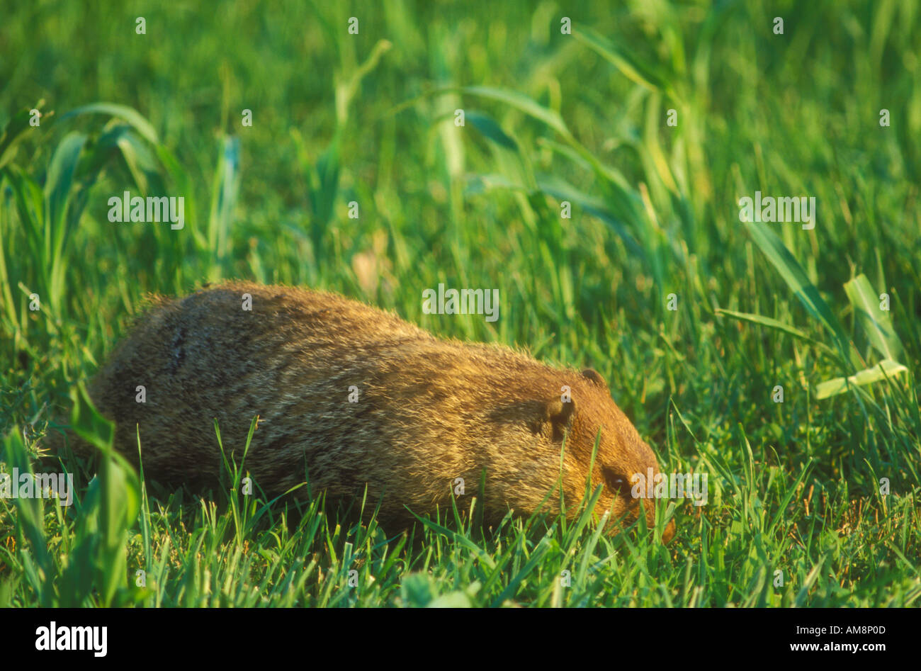 Woodchuck or Ground Hog feeding Stock Photo - Alamy