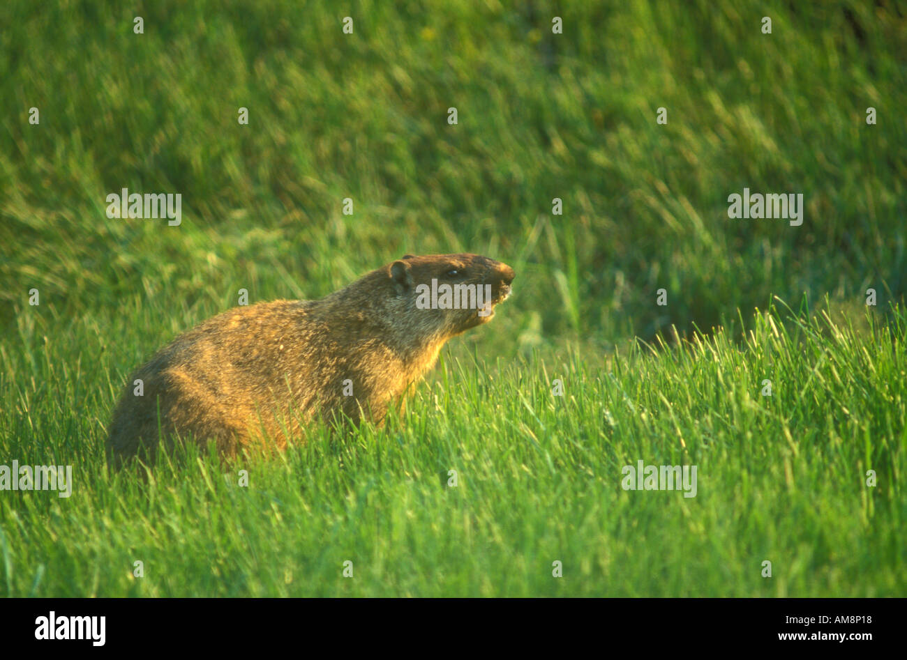Long nose hog hi-res stock photography and images - Alamy