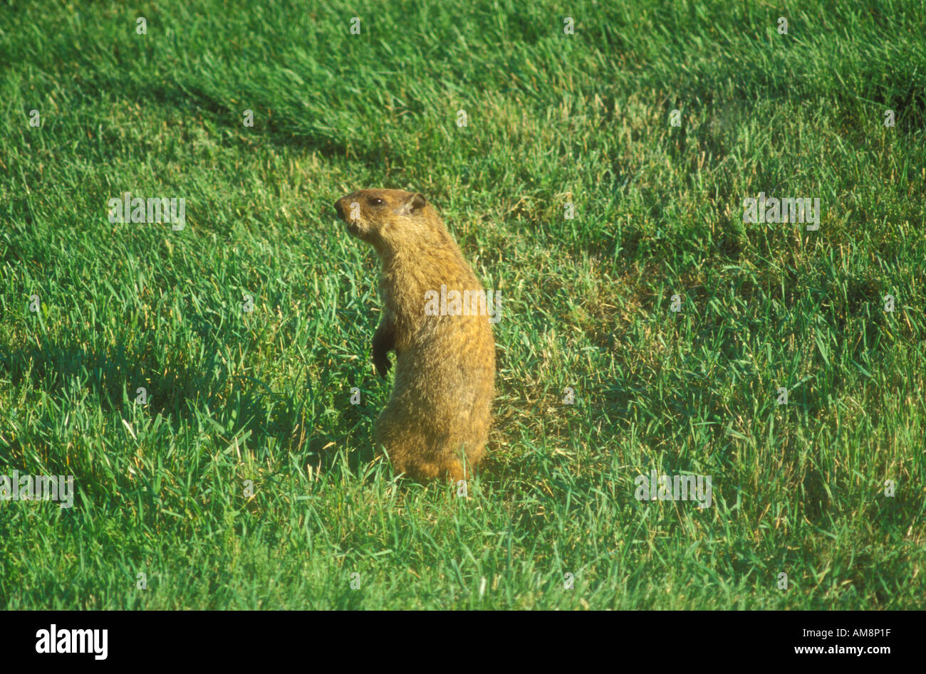 Woodchuck or Ground Hog sitting upright Stock Photo - Alamy