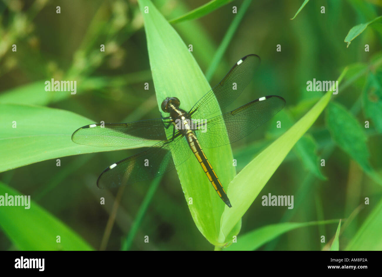 Golden winged Skimmer female dragonfly Stock Photo - Alamy