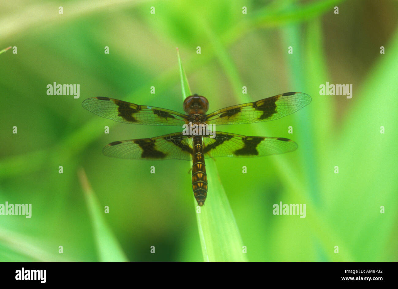 Eastern Amberwing female dragonfly Stock Photo - Alamy