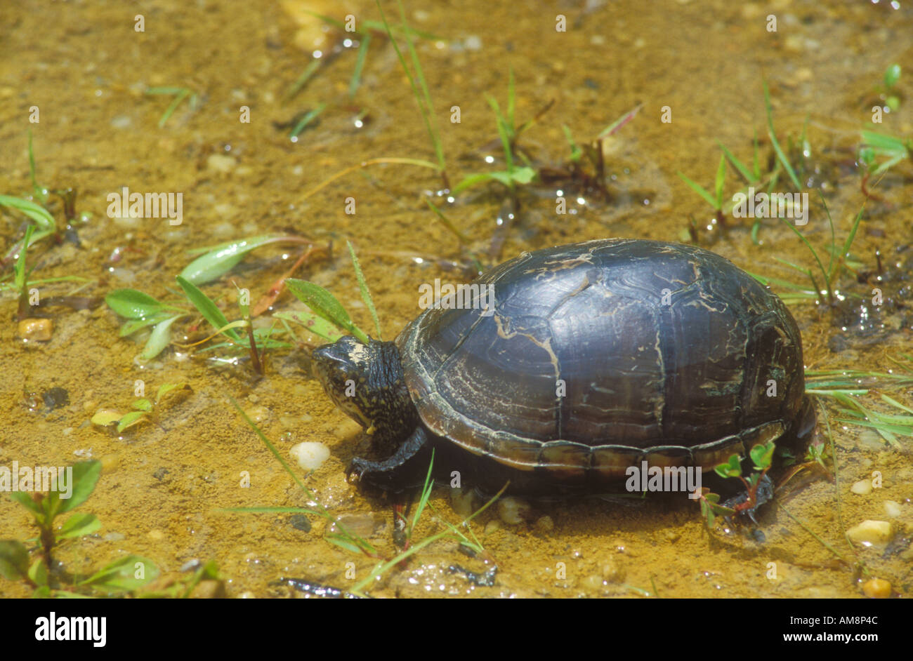 Eastern Box Turtle walking through shallow water Stock Photo - Alamy