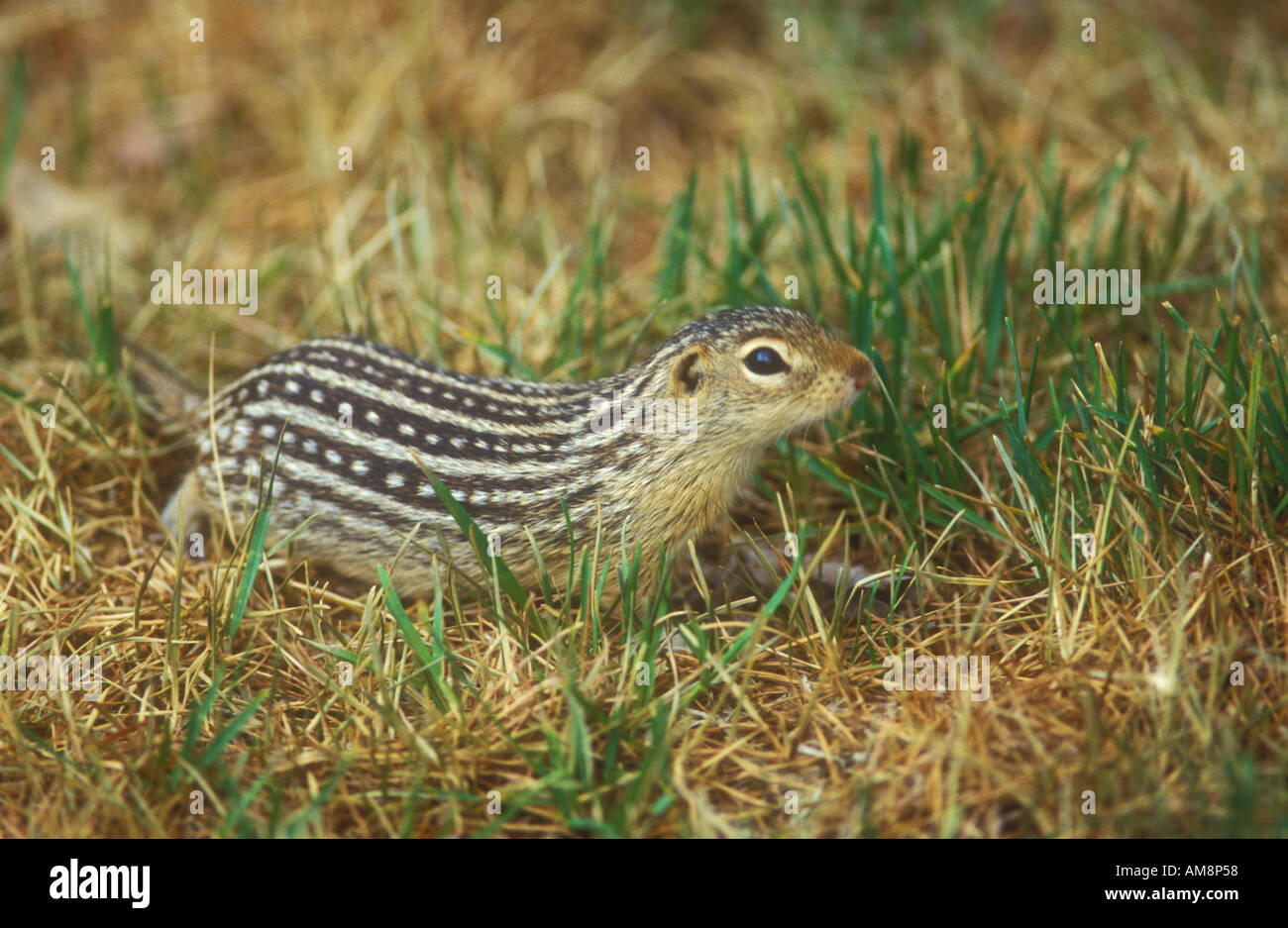 Thirteen lined Ground Squirrel Stock Photo - Alamy