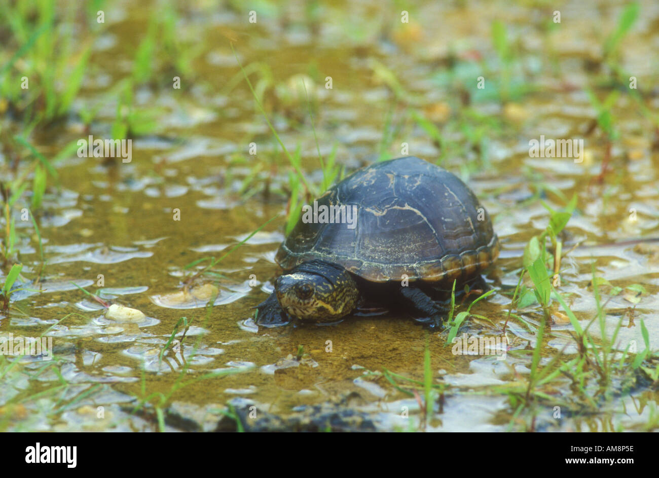 Common box turtle terrapene carolina hi-res stock photography and ...