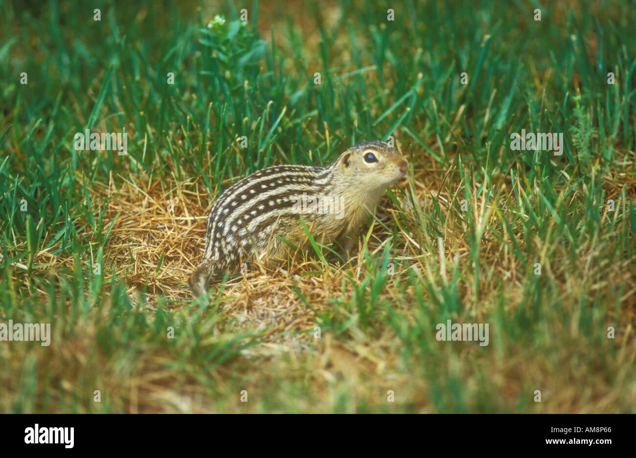 Thirteen lined Ground Squirrel Stock Photo - Alamy
