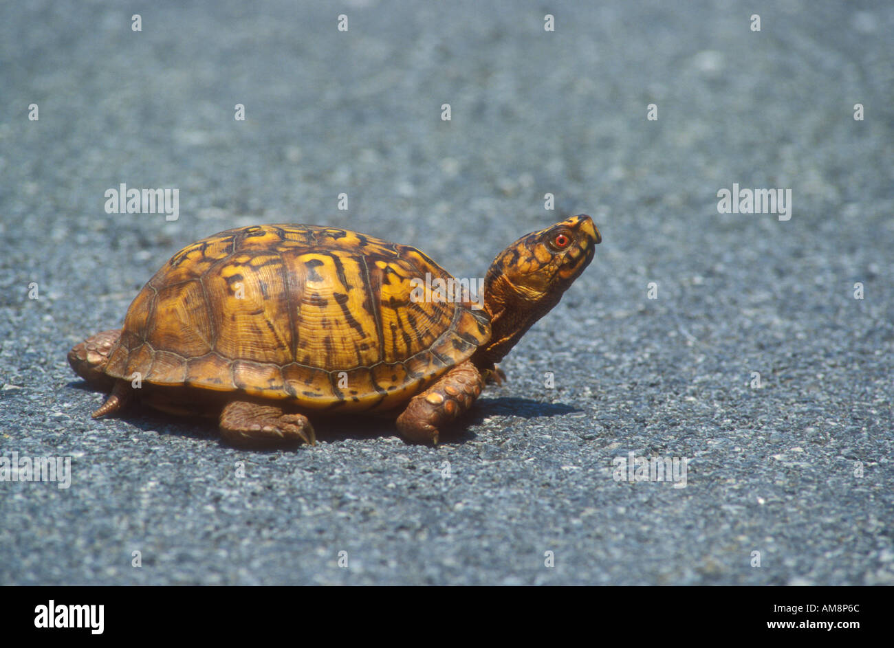 Male Eastern Box Turtle crossing a road Stock Photo - Alamy