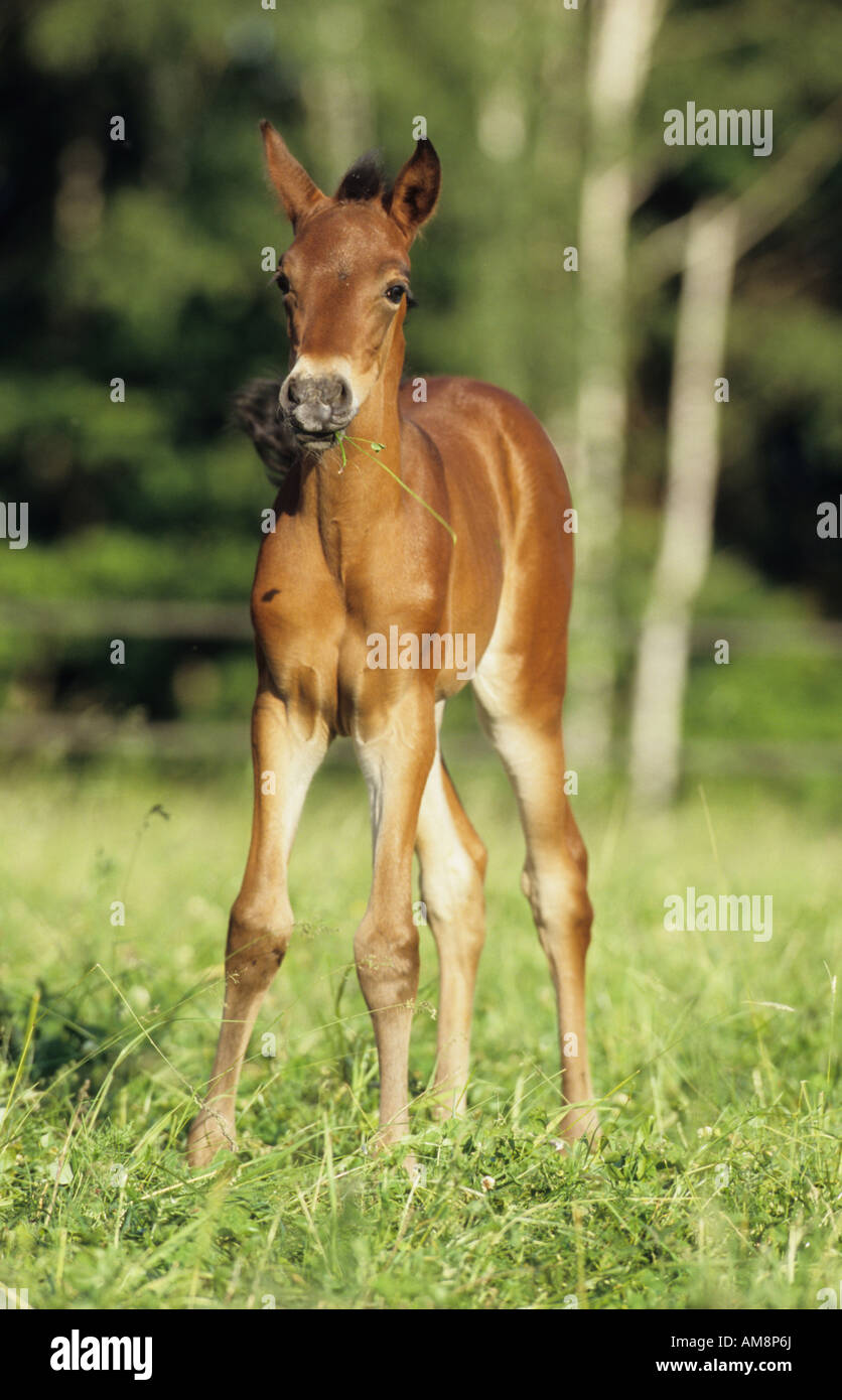 Andalusian Horse (Equus caballus), foal standing on a meadow Stock ...