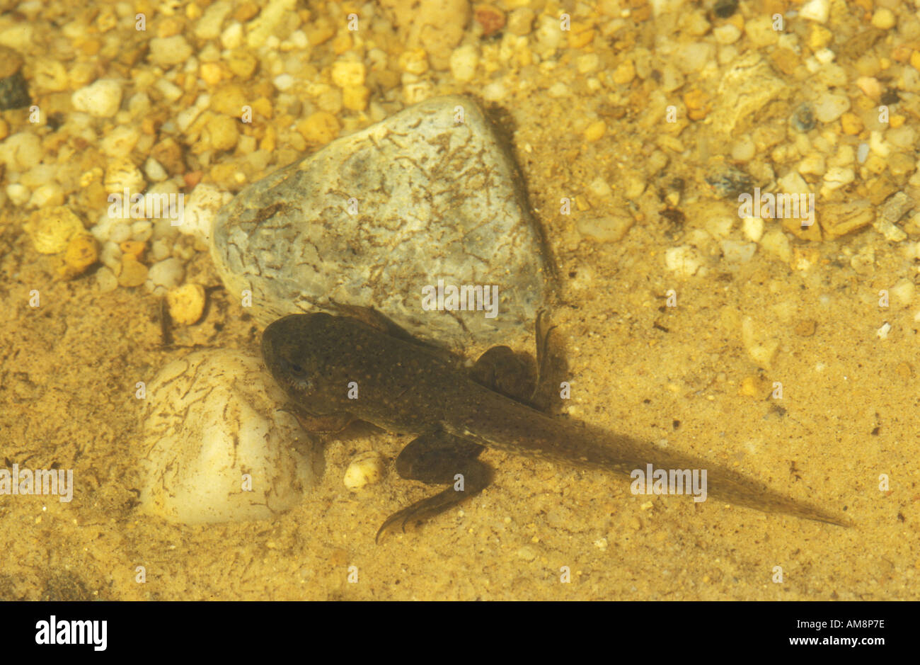 Bullfrog tadpole hi-res stock photography and images - Alamy