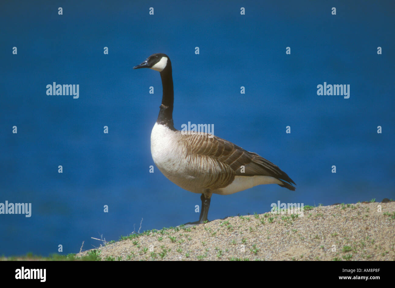 Smart geese hi-res stock photography and images - Alamy