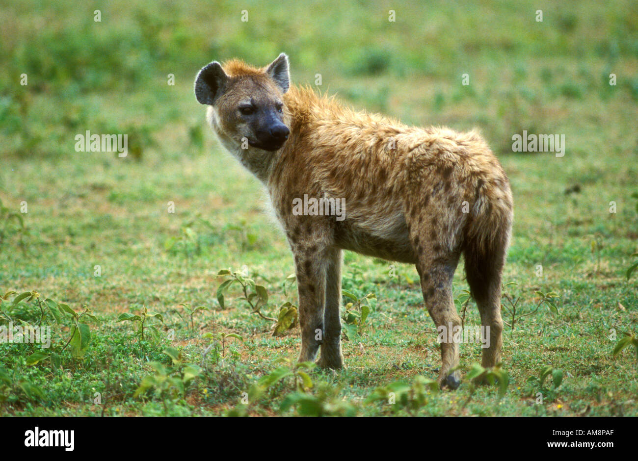 Spotted Hyena looking back over shoulder Stock Photo - Alamy