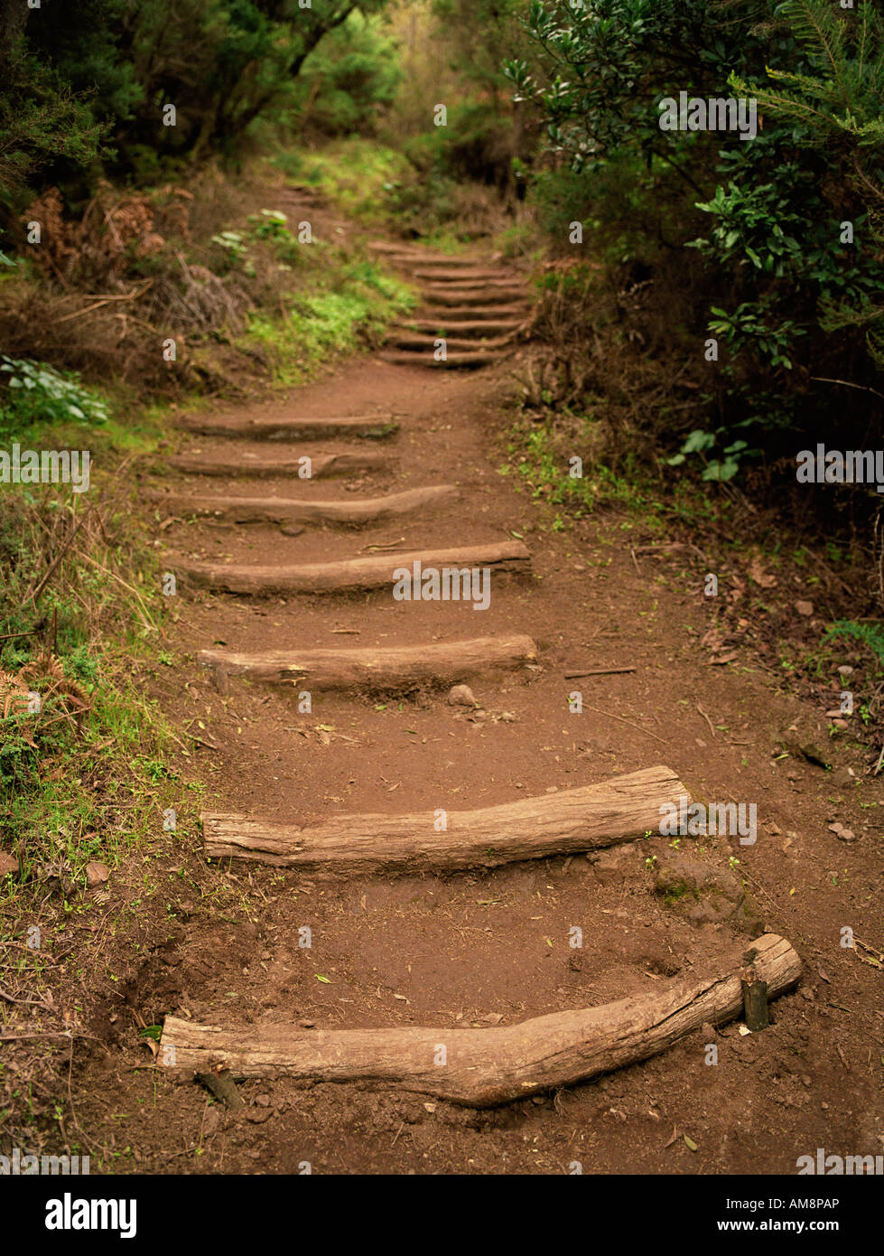 A dirt path with small logs placed in the ground provides a hiking path ...
