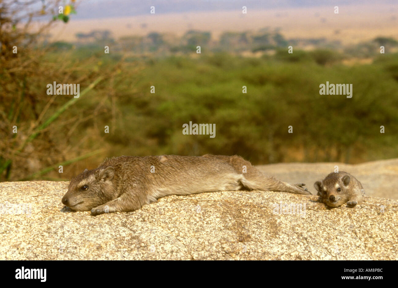 Common rock hyrax hi-res stock photography and images - Alamy