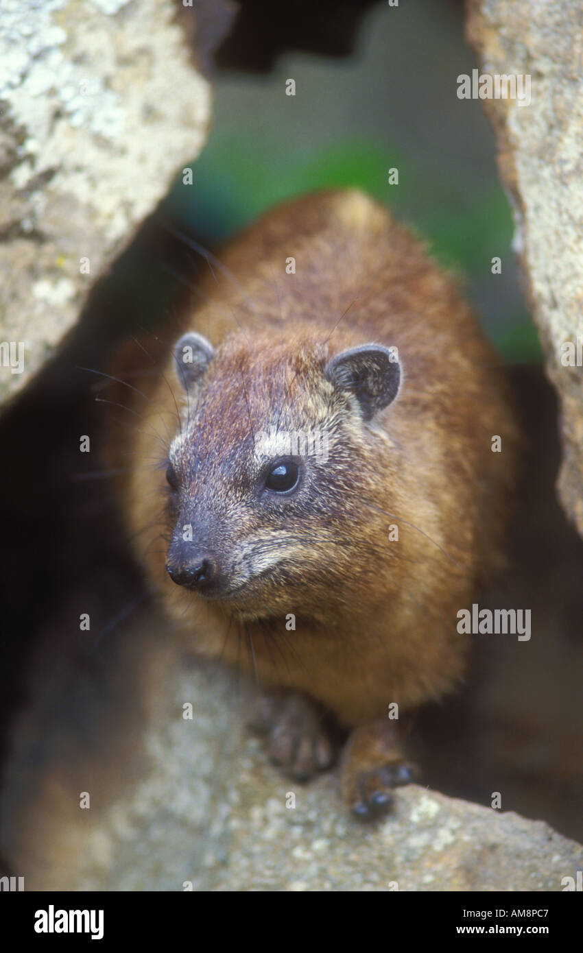 Rock hyrax a classic portrait Stock Photo - Alamy